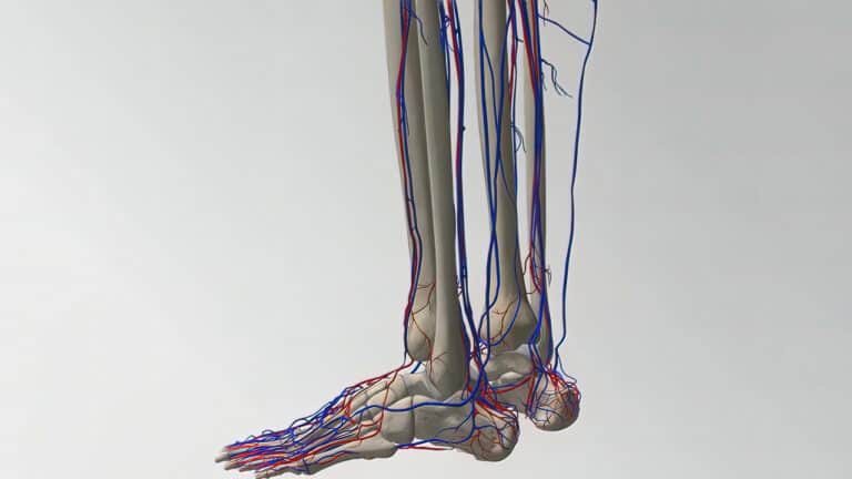 12 Mind-Blowing Facts about Veins That You Need To Know
