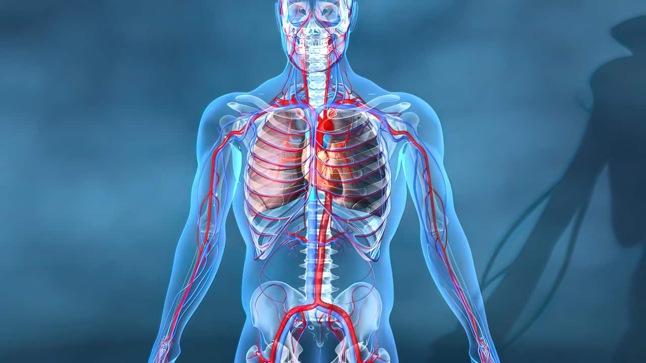What Are Trunk Veins, And What Should You Know About Them?